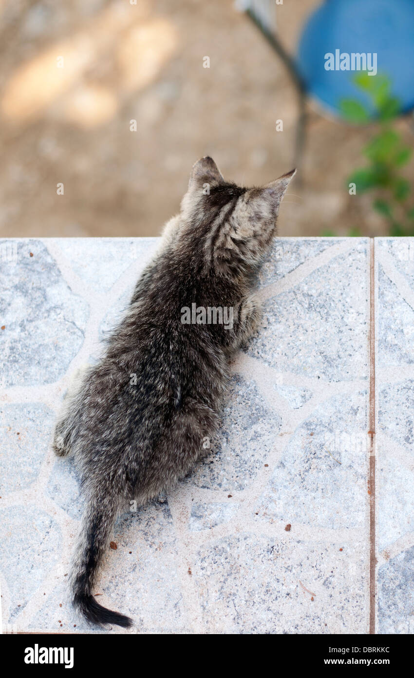 Adorable tabby hi-res stock photography and images - Alamy
