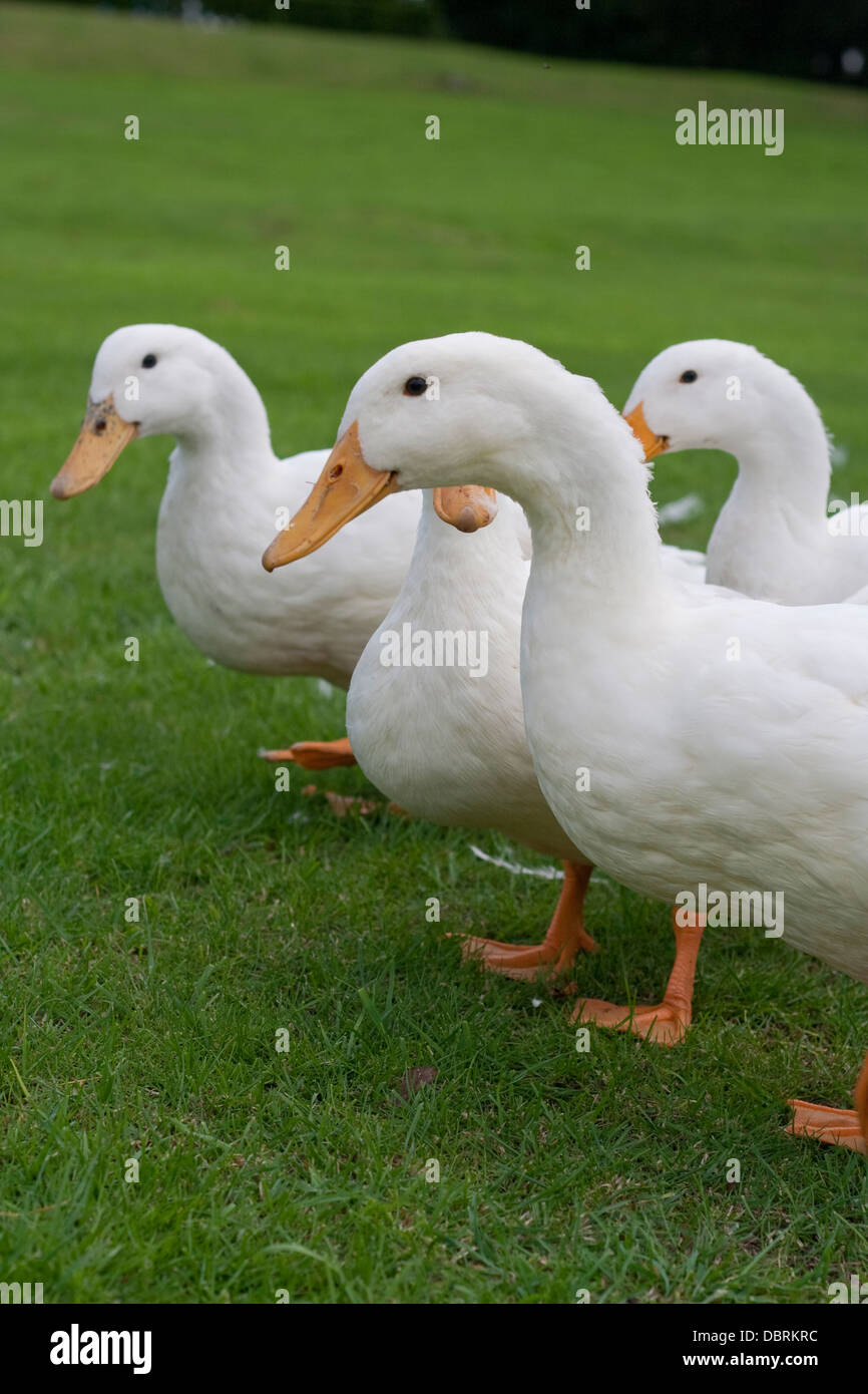 Ducks on the lawn Stock Photo - Alamy