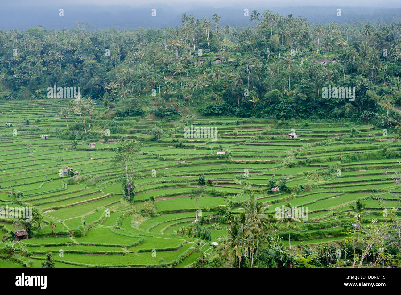 Terraced rice paddies; Bali, Indonesia Stock Photo - Alamy