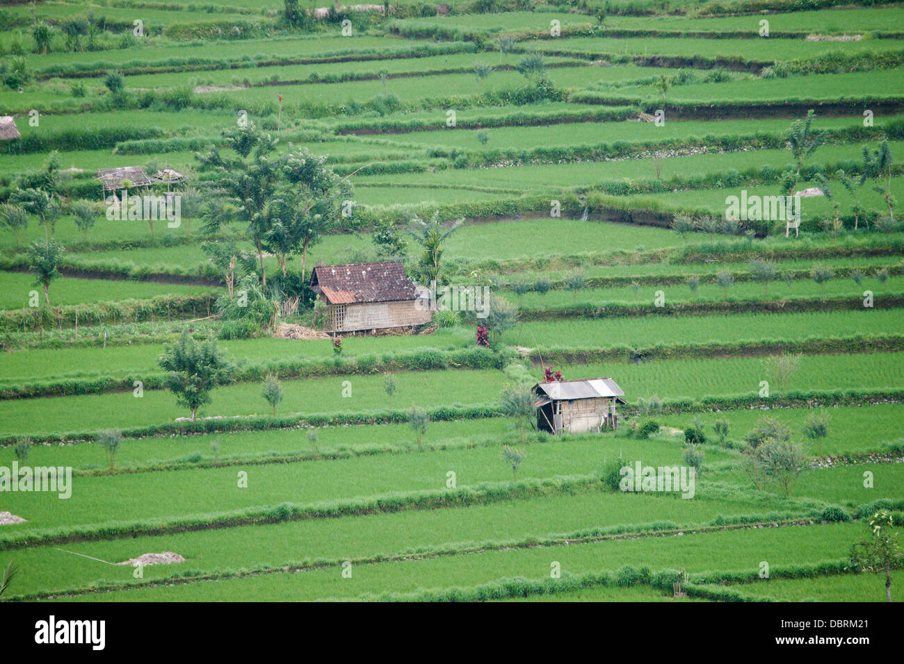 Indonesia agriculture hi-res stock photography and images - Alamy