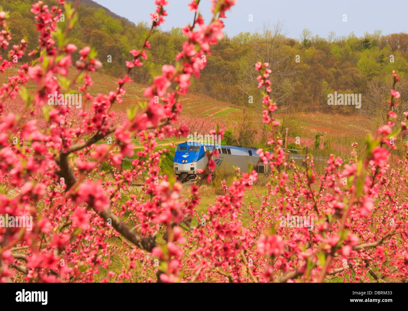 Peach orchard hi-res stock photography and images - Alamy