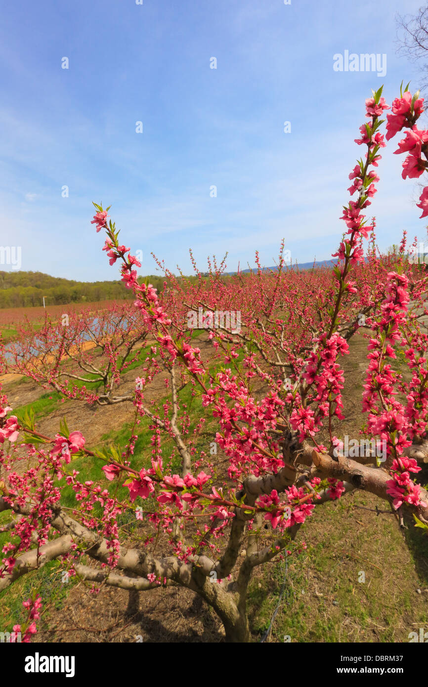 Peach fruit orchard hi-res stock photography and images - Alamy