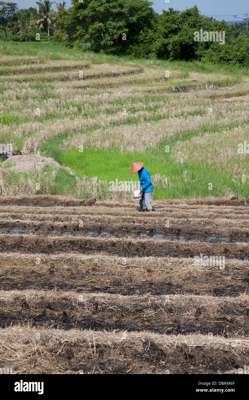 Rice planting bali indonesia hi-res stock photography and images - Alamy