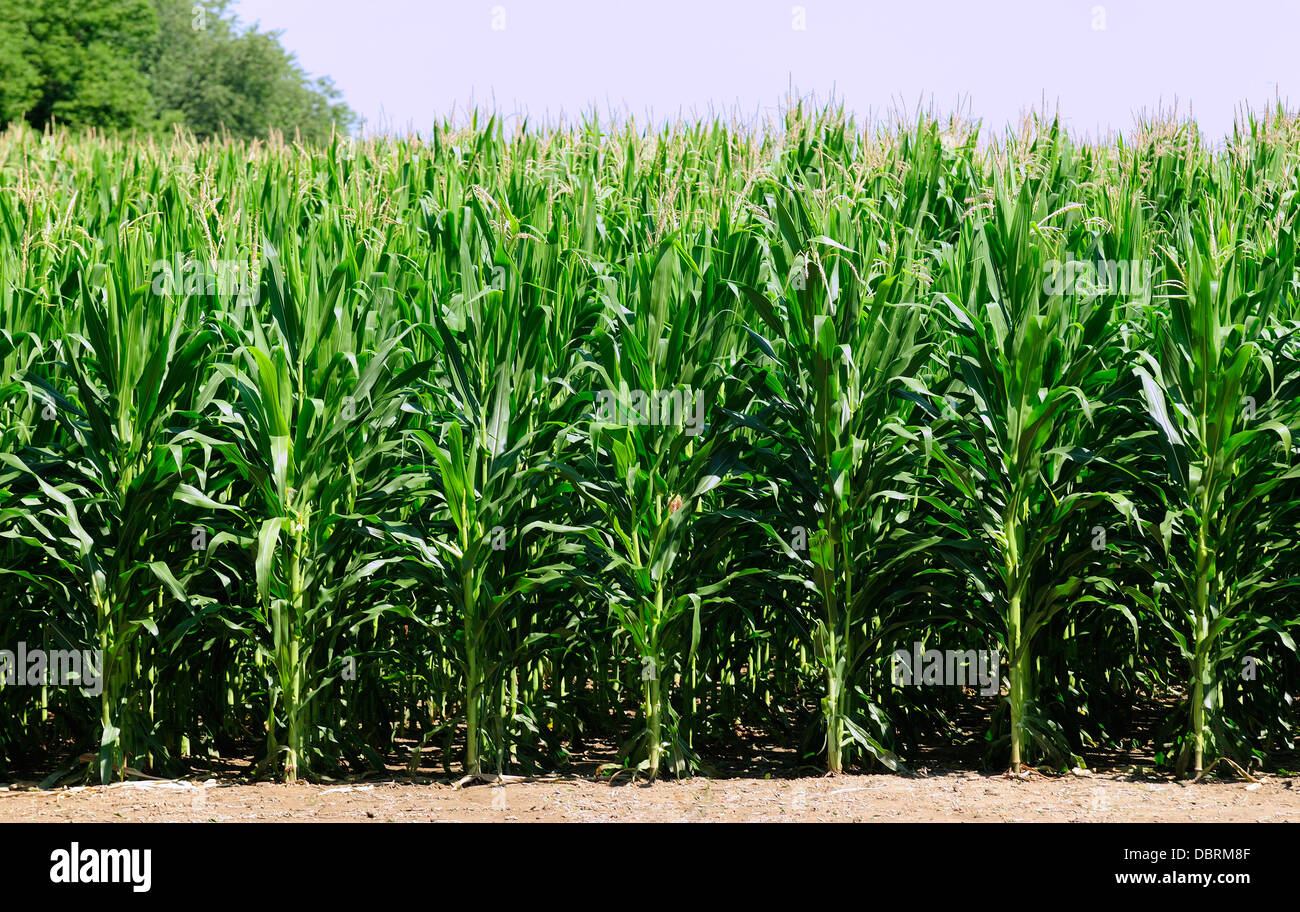 Corn stalks on a hot summers day Stock Photo - Alamy