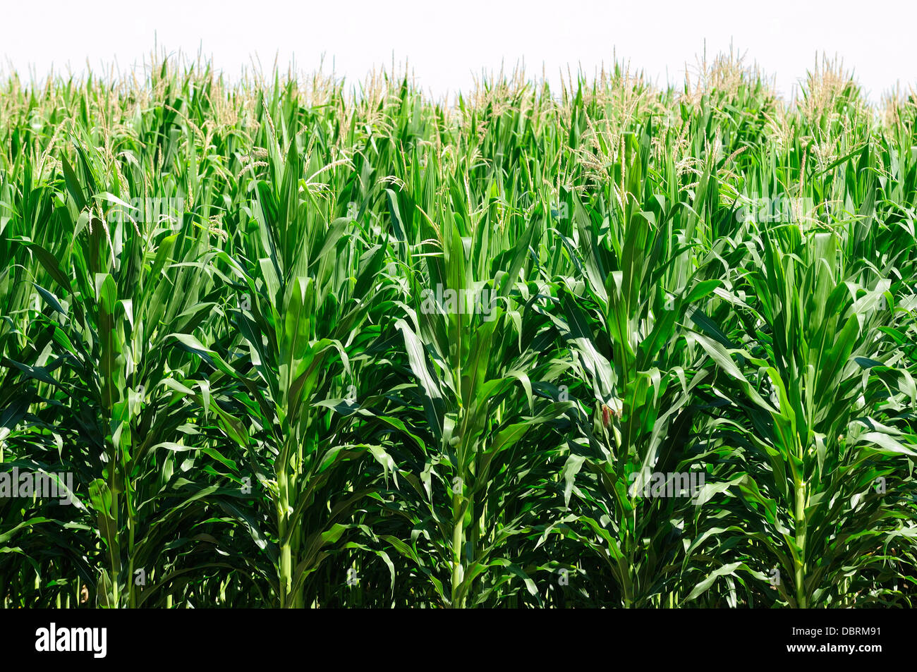 Rows of corn stalks hi-res stock photography and images - Alamy