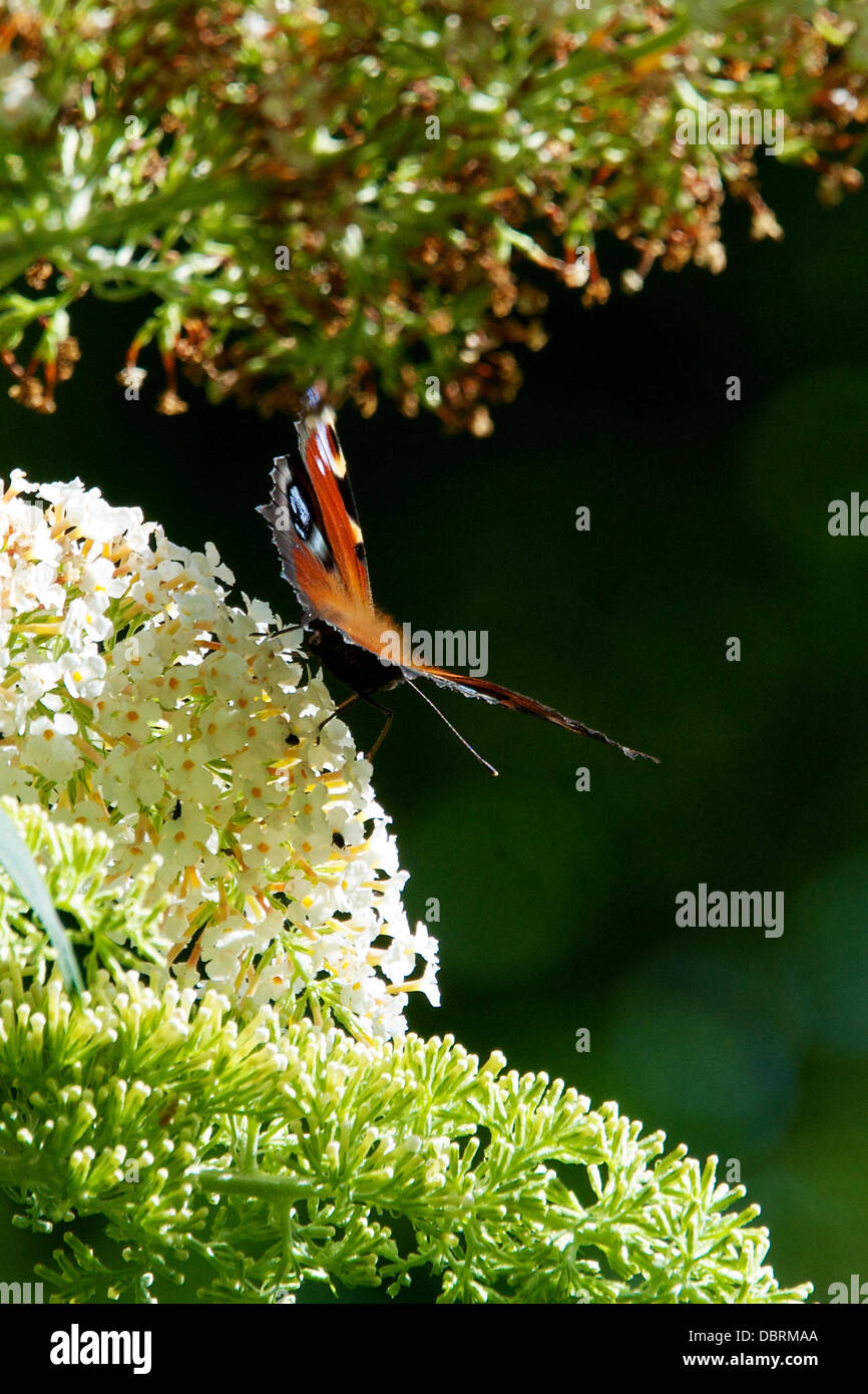 Reigate, UK. 3rd August, 2013. A Peacock Butterfly rests on wild ...