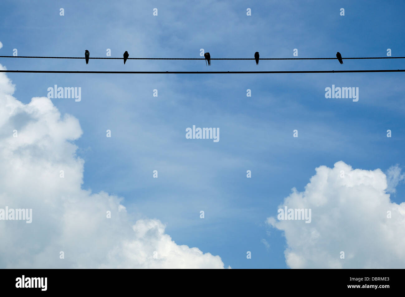 Birds on a phone line wire Stock Photo - Alamy