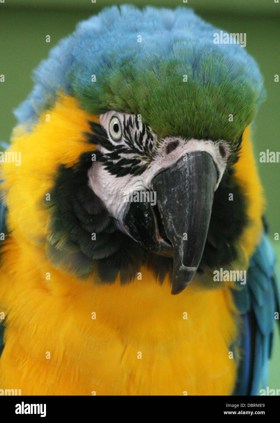 PARROT MACAW CLOSE UP Stock Photo - Alamy