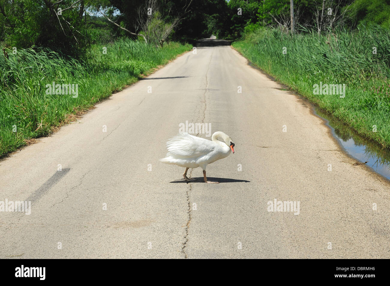 Swan crossing hi-res stock photography and images - Alamy