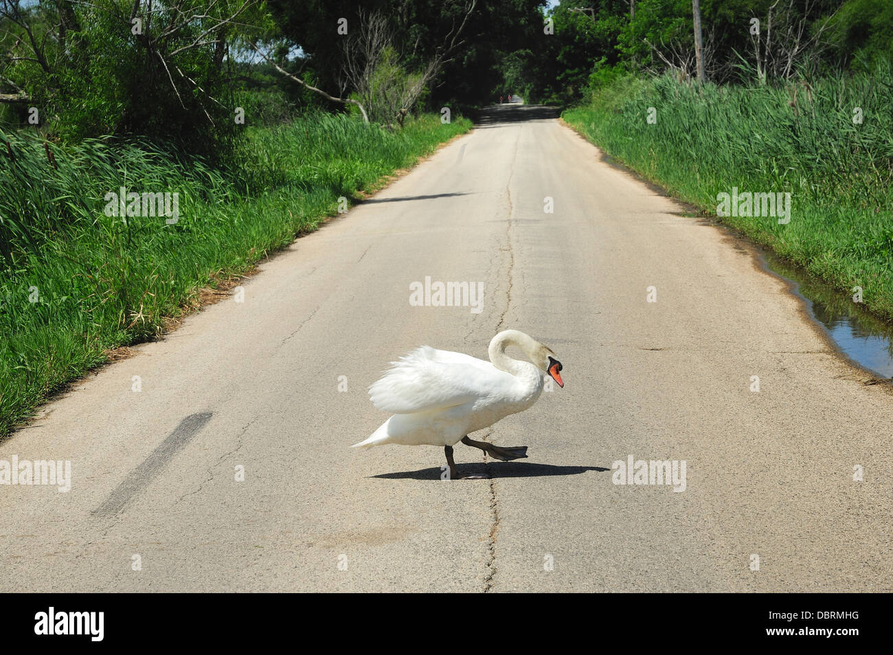 Swan crossing hi-res stock photography and images - Alamy