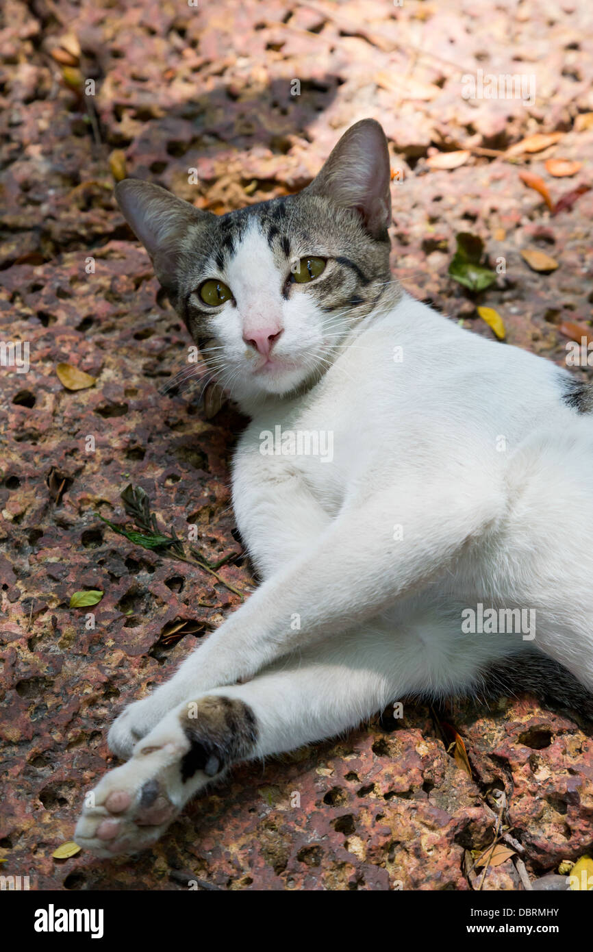 Little Cat in Bangkok, Thailand Stock Photo - Alamy