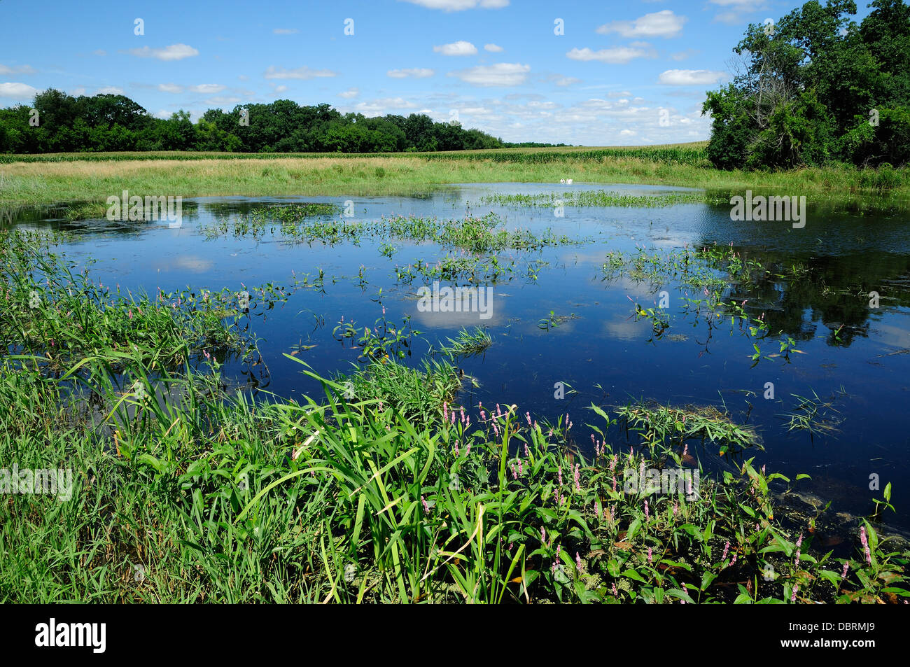 Scenic wetland landscape Stock Photo - Alamy