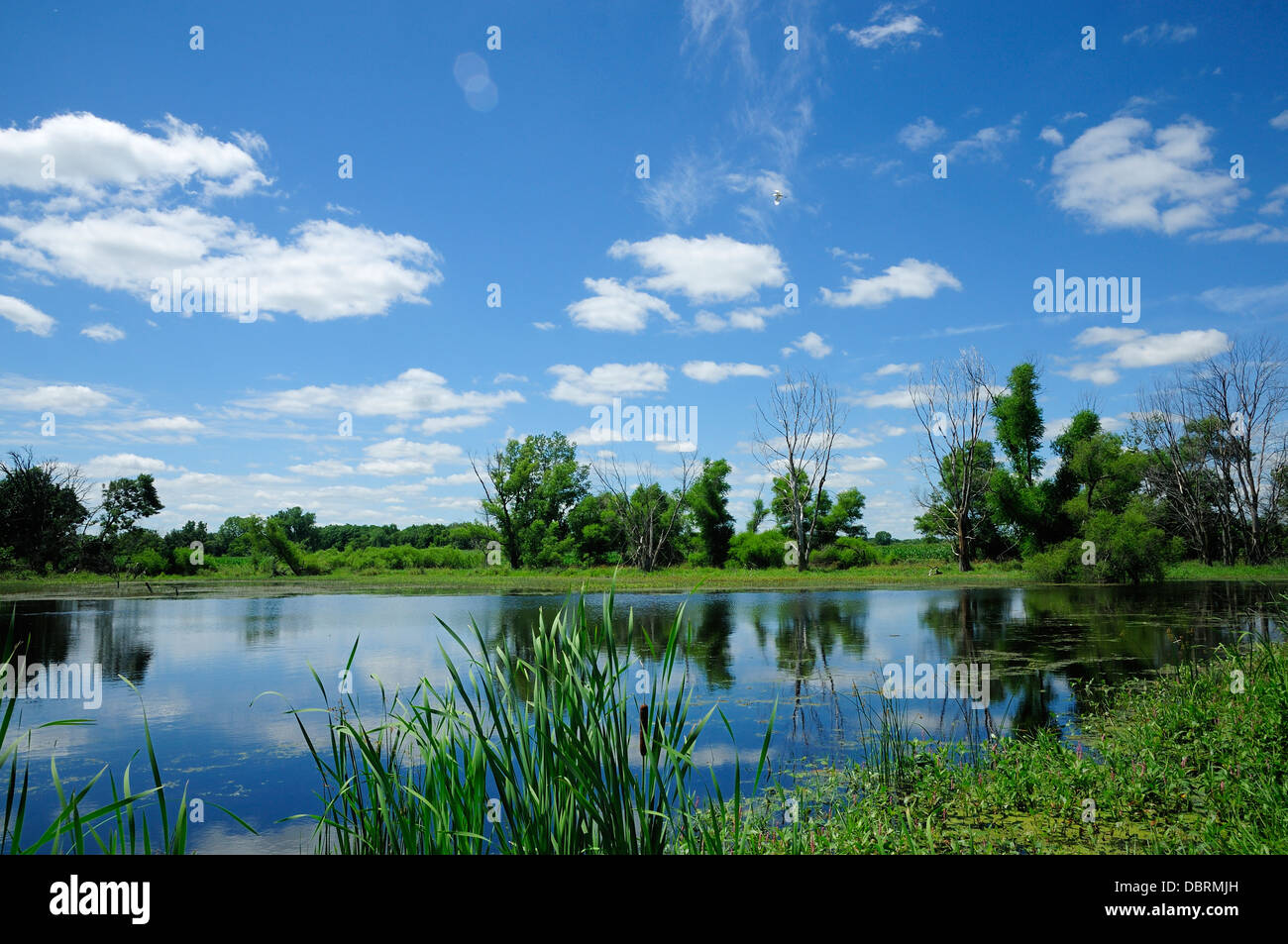 Scenic wetland landscape Stock Photo - Alamy