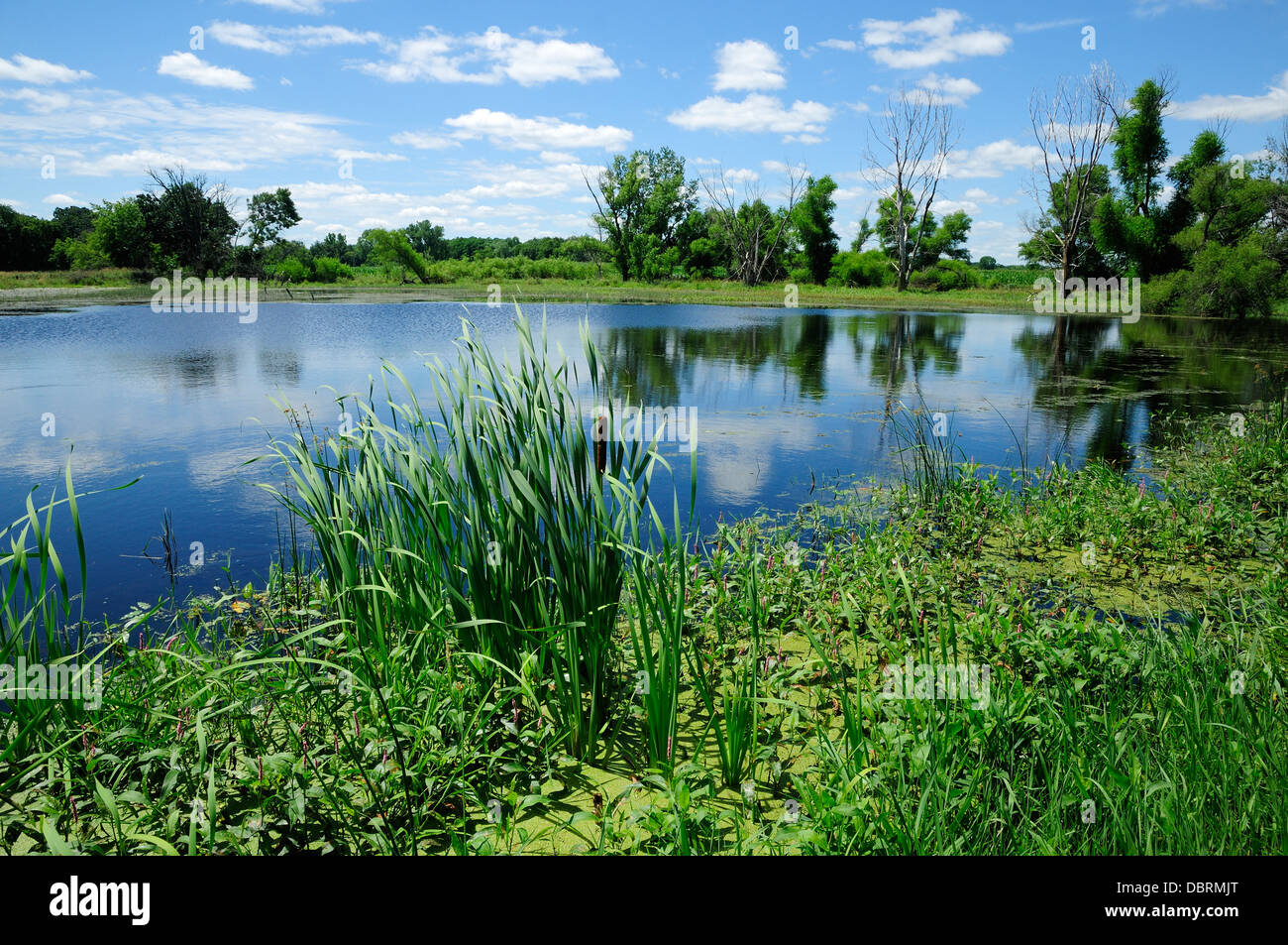Scenic wetland landscape Stock Photo - Alamy
