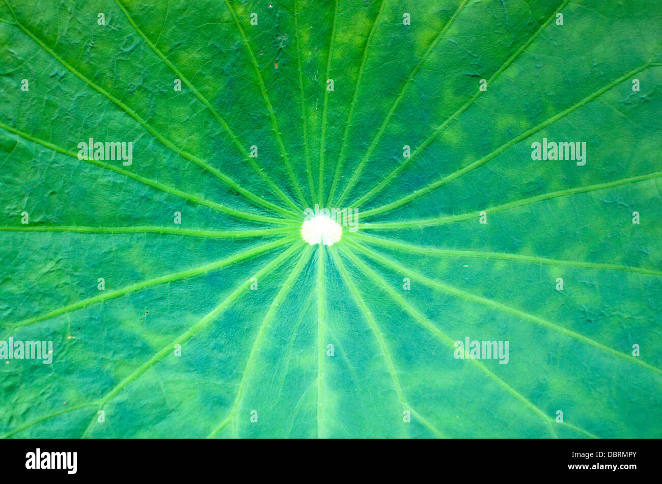 Lotus Leaf Background of green leaves natural Stock Photo - Alamy