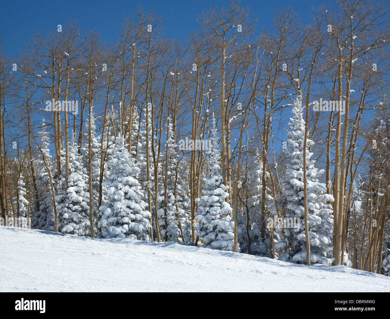 Aspen trees snow hi-res stock photography and images - Alamy