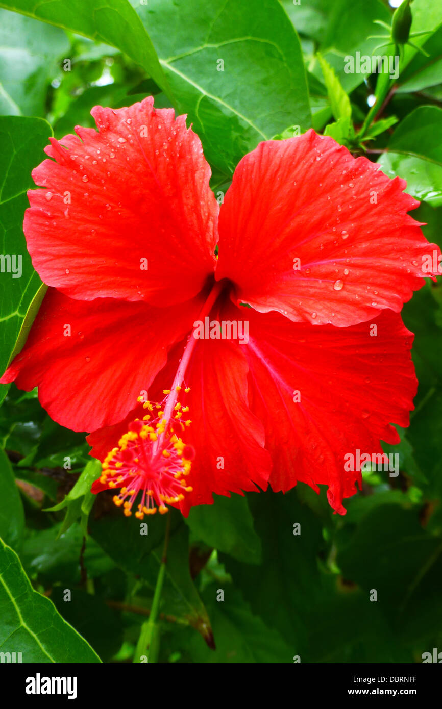 Red tropical hibiscus water droplets hi-res stock photography and ...
