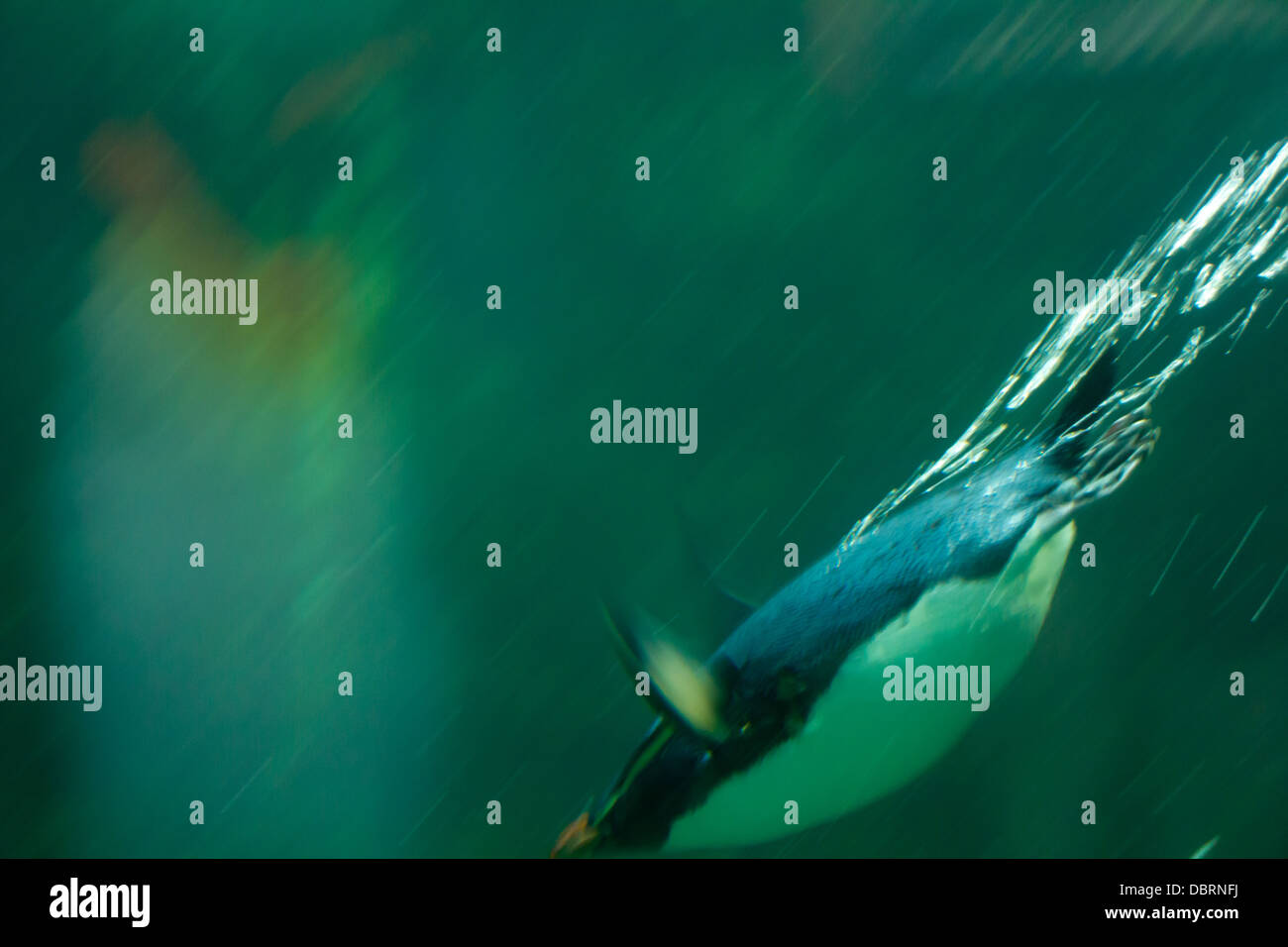 Rockhopper penguin swimming hi-res stock photography and images - Alamy