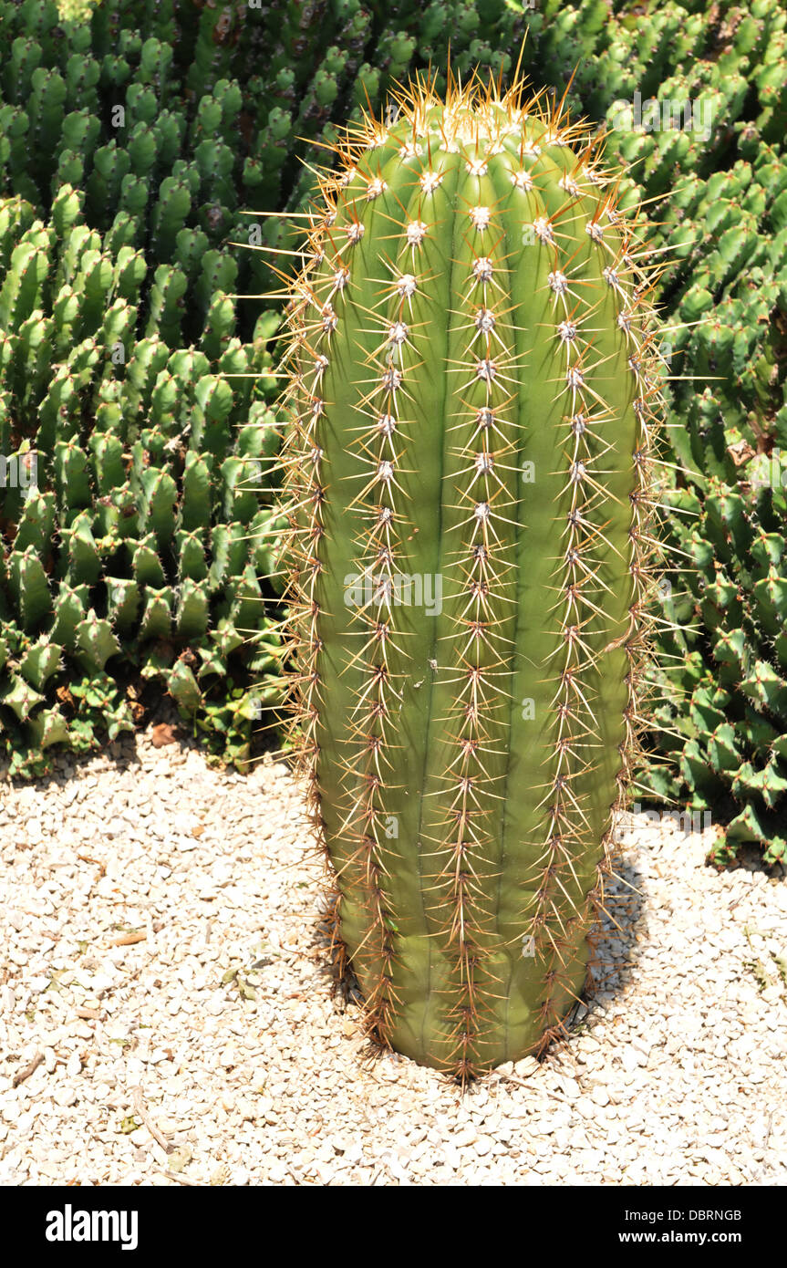 Botanic garden barcelona trees hi-res stock photography and images - Alamy