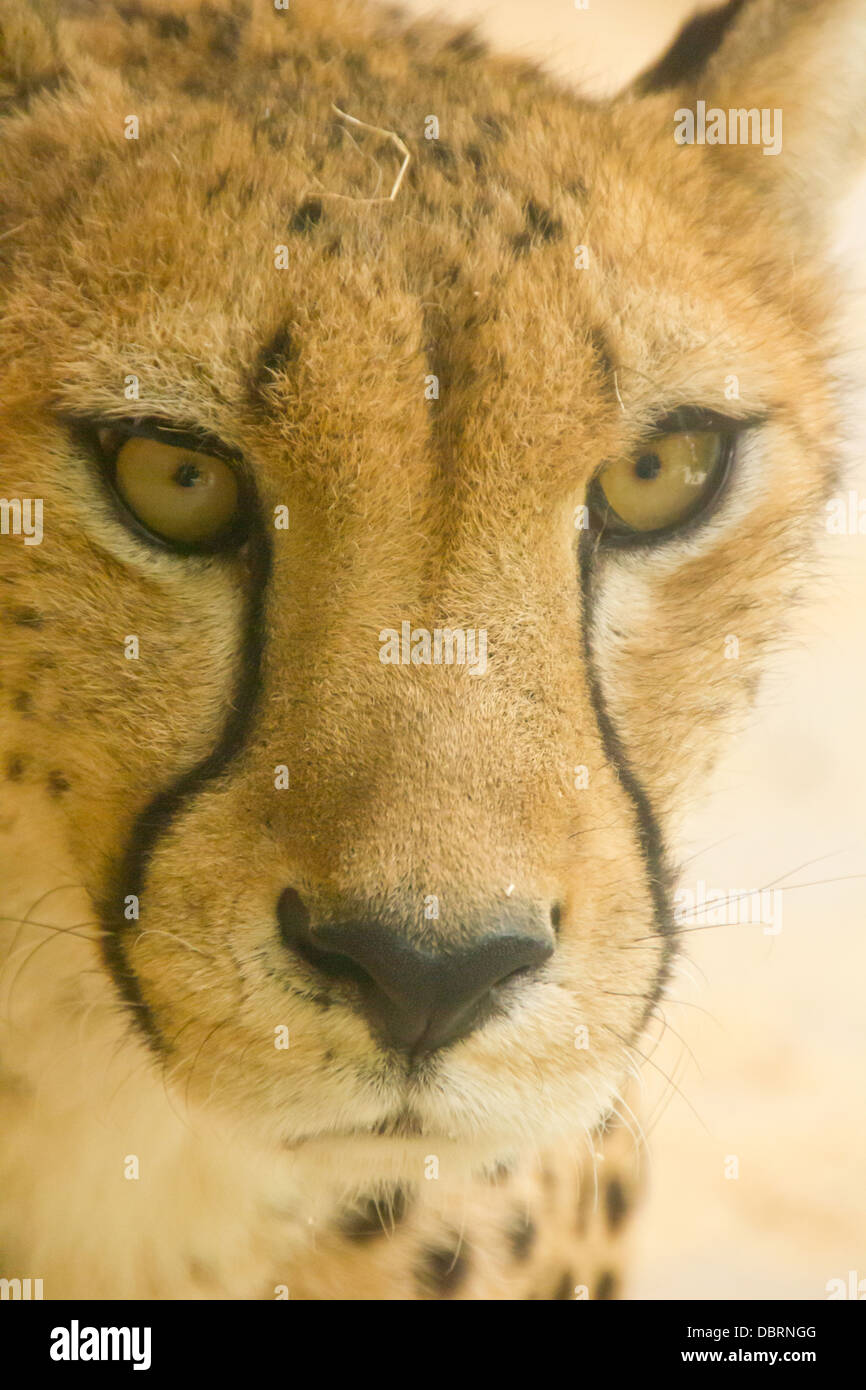 Beautiful cheetah looking at something Stock Photo - Alamy
