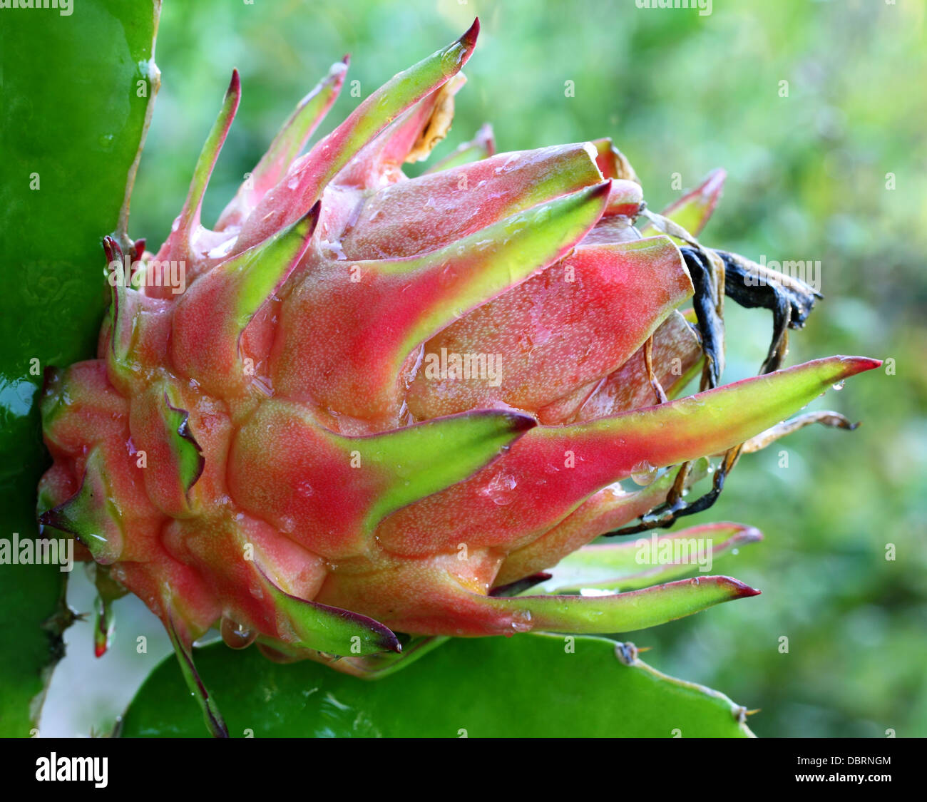 Close up of a dragon fruit Stock Photo - Alamy