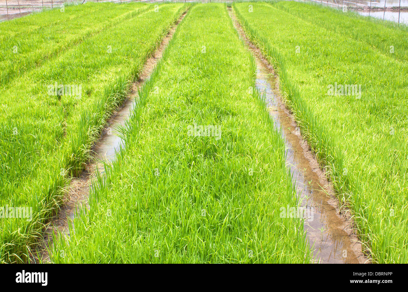 Rice seedlings Thailand rice farmers rice planting season Stock Photo ...
