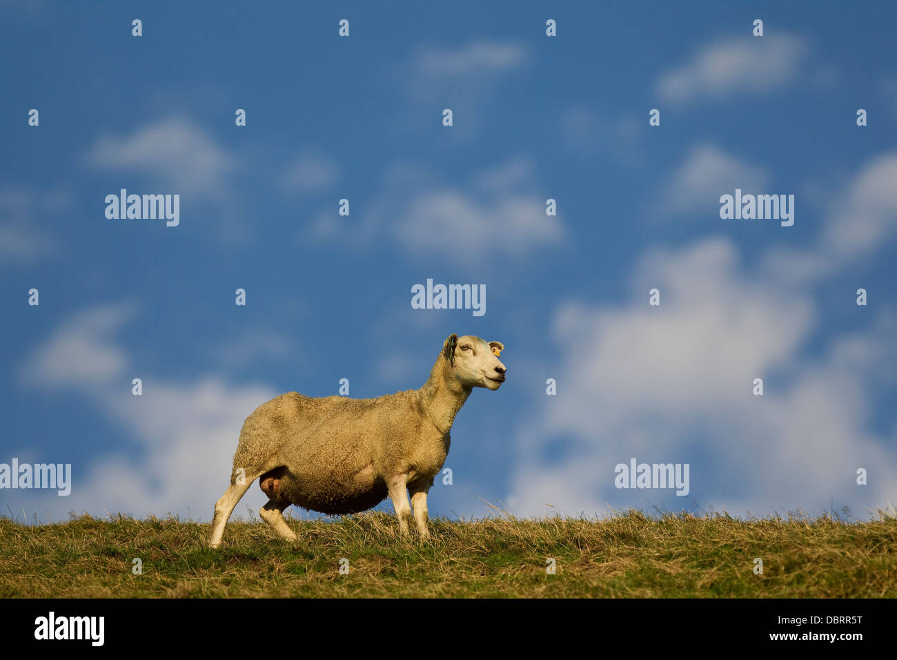Sheep alone hi-res stock photography and images - Alamy