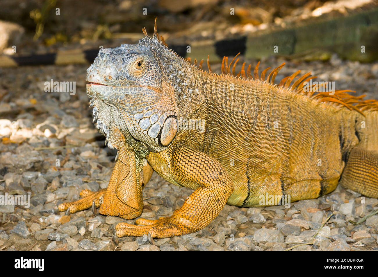 A wild iguana walking freely at a nature reserve Stock Photo - Alamy