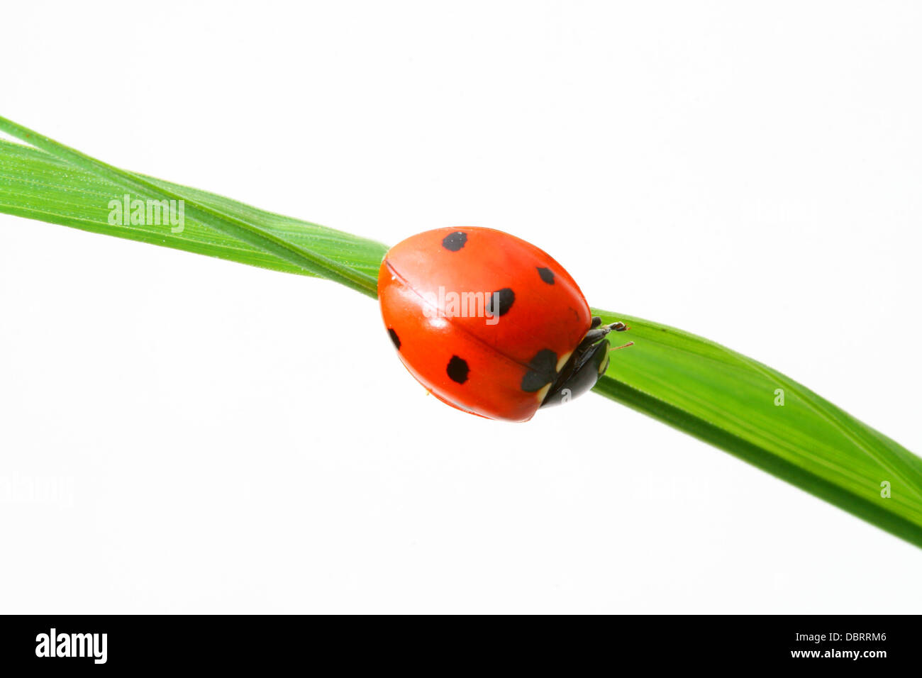 Green grass bug on Cut Out Stock Images & Pictures - Alamy