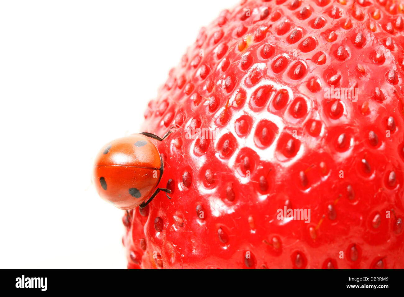 Strawberry bug hi-res stock photography and images - Alamy