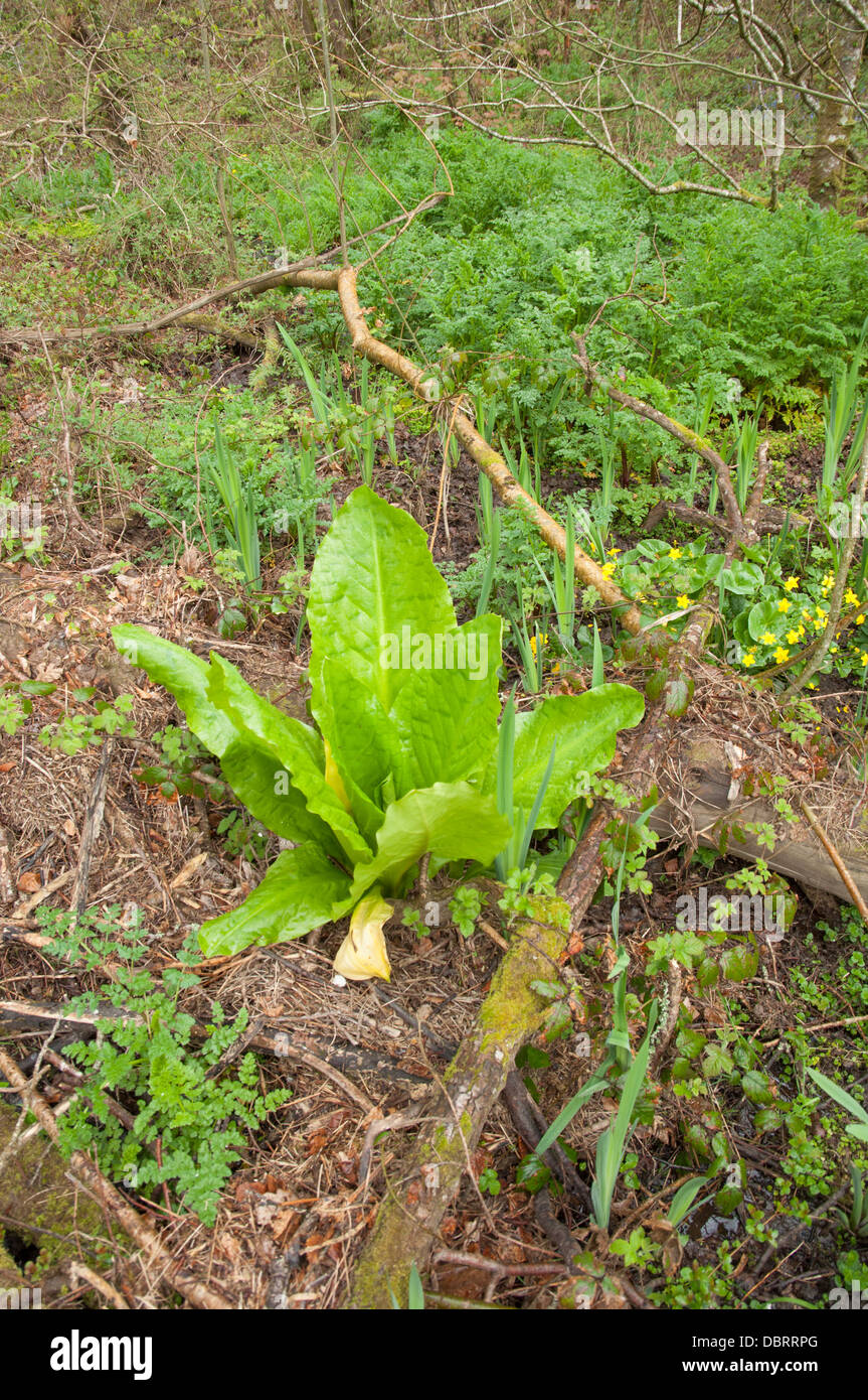 Alien plant hi-res stock photography and images - Alamy