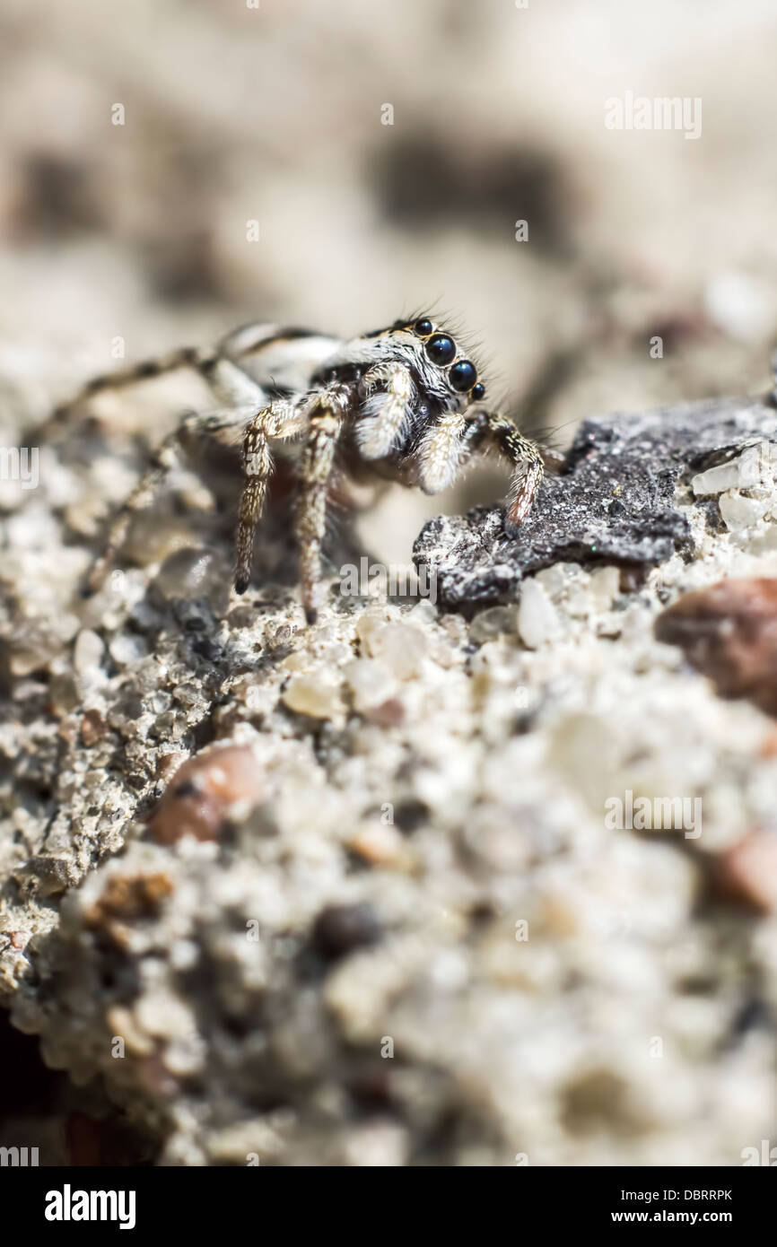 The zebra spider, Salticus scenicus Stock Photo - Alamy