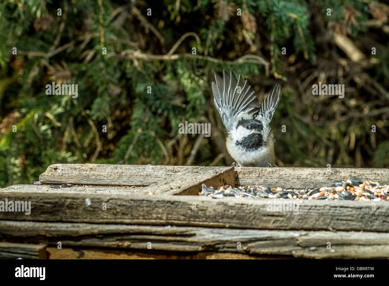 Black-capped Chickadee (Poecile atricapillus) Frozen wing action on ...