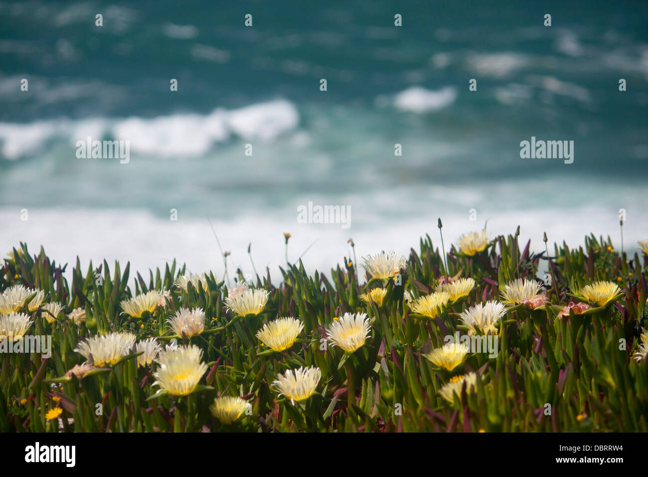 Costa Vicentina close up of spring flowers on clifftop with Atlantic ...
