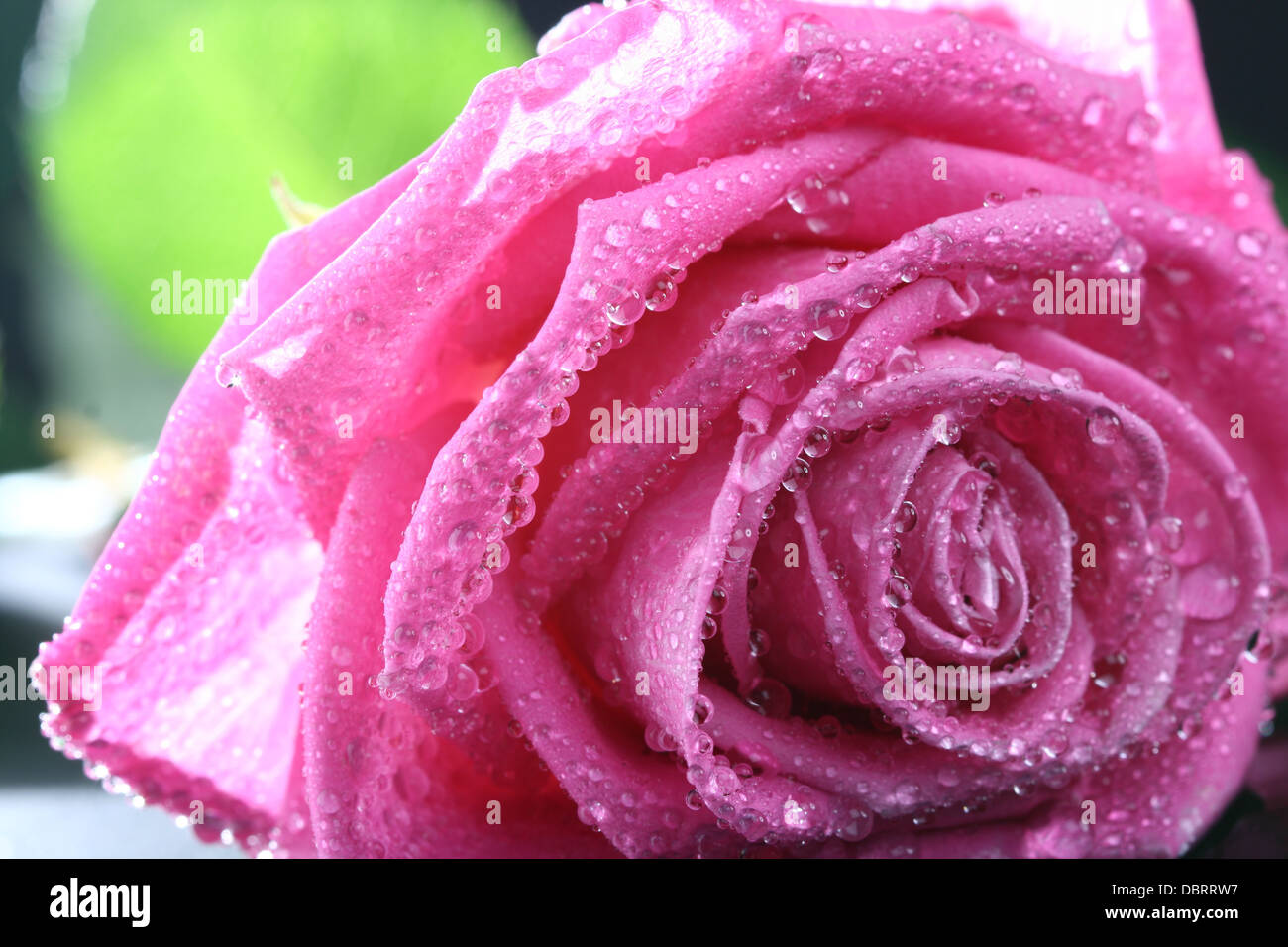 wet pink rose macro Stock Photo - Alamy