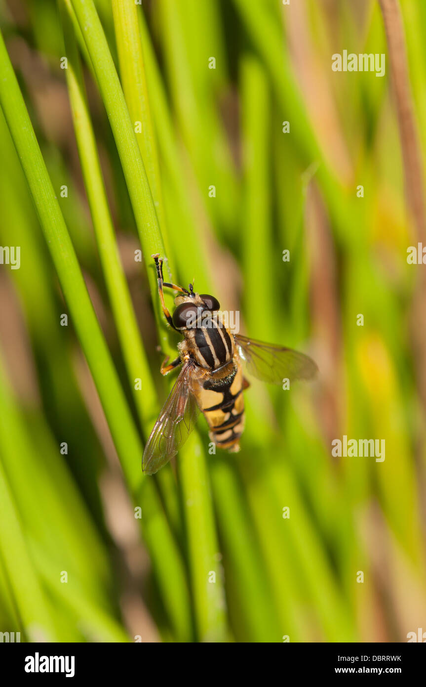 Yellow and black striped Hoverfly (Helophilus) on rush (Juncus Stock ...