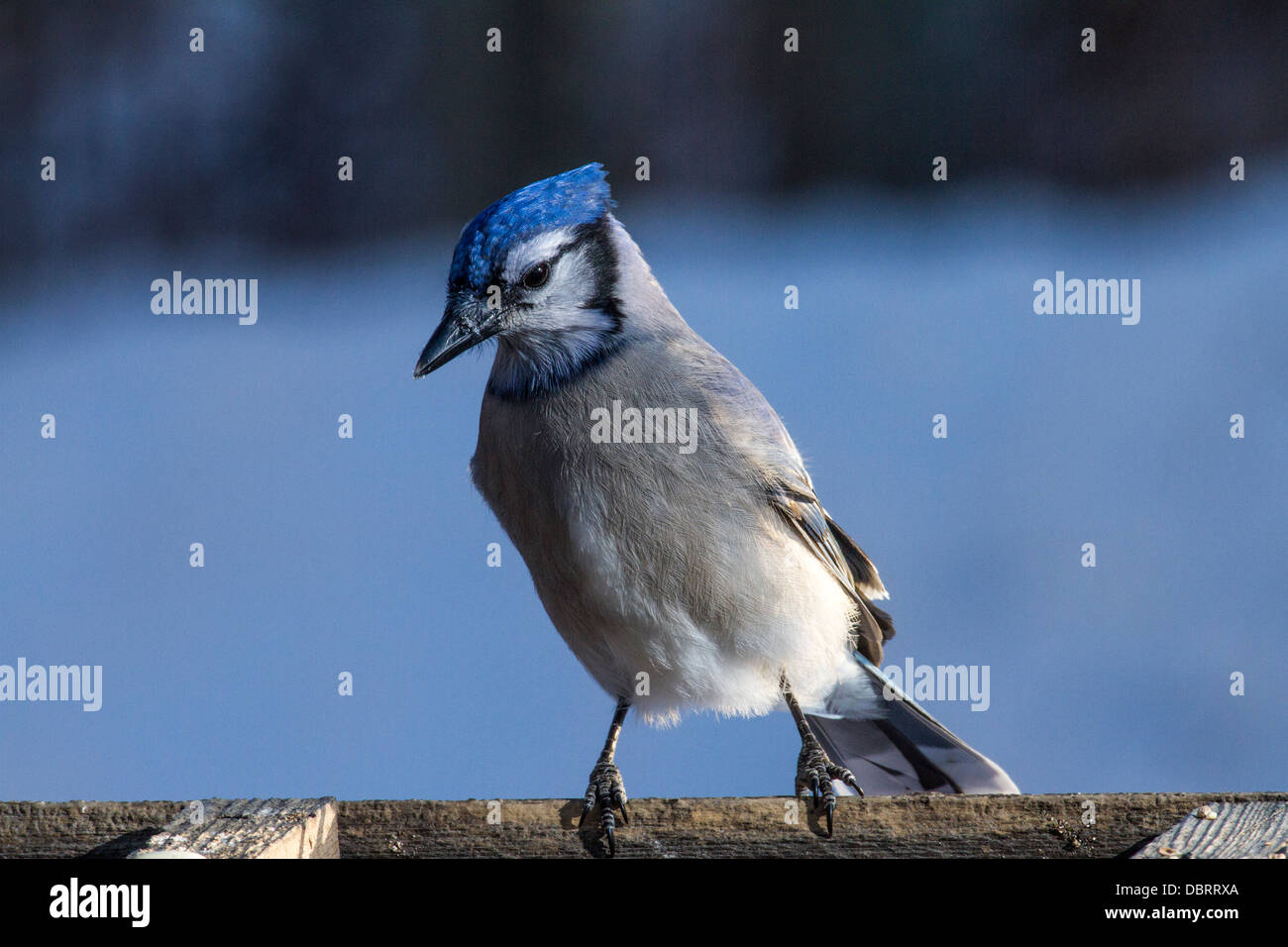 Blue Jay (Cyanocitta cristata) Blue jay, with its many shades of ...