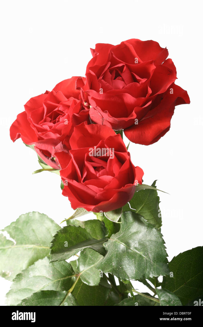 beautiful red rose spring flower close-up Stock Photo - Alamy