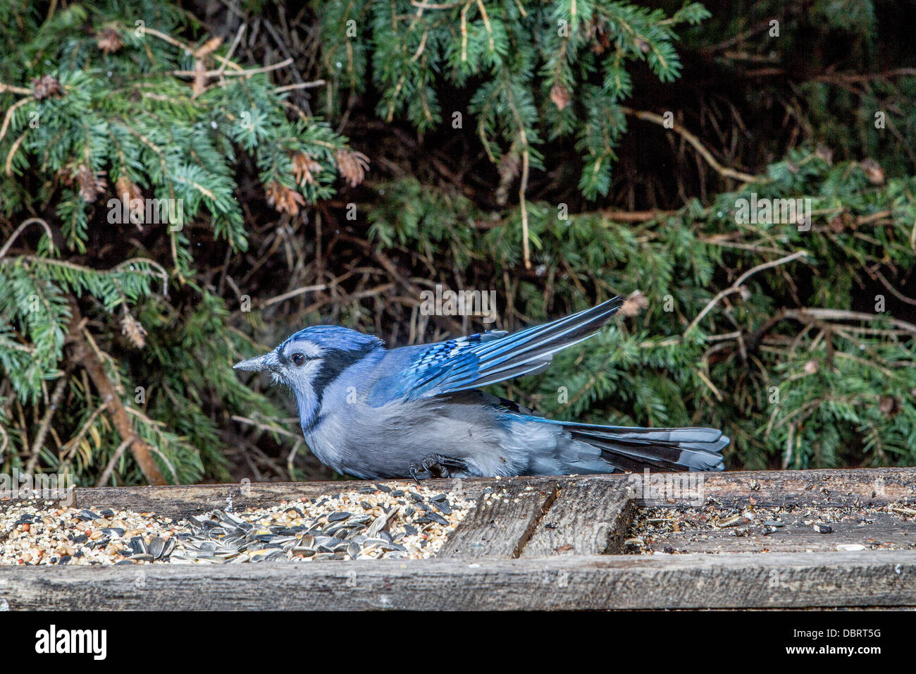 Blue Jay (Cyanocitta cristata) Blue jay, with its many shades of blue ...