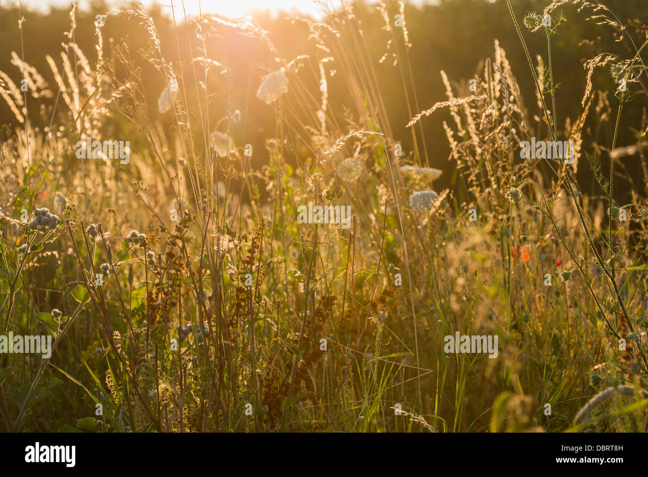 Grass and summer flower by the sundown Stock Photo - Alamy