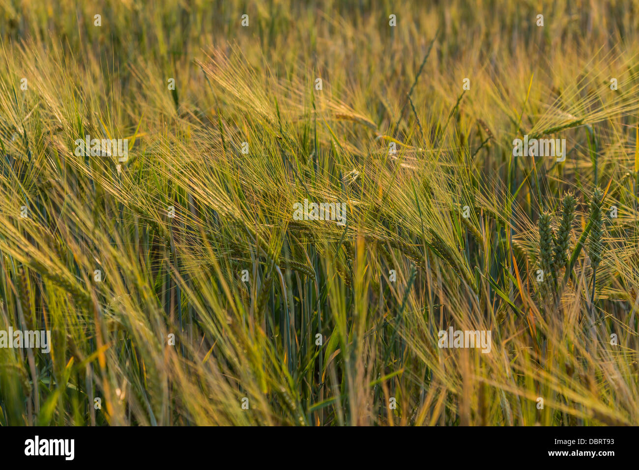 Grain in the setting sun, evening Stock Photo - Alamy