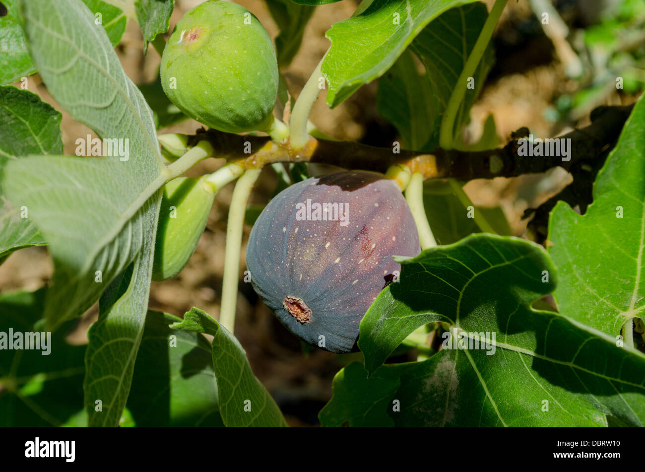 A ripe mission fig carica Franciscana on a tree in a fig grove Stock ...