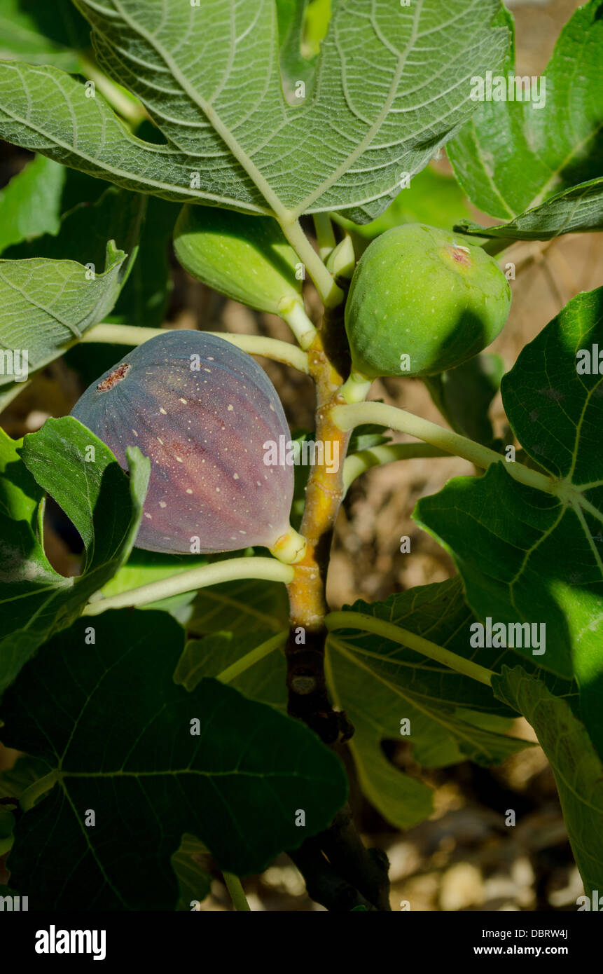 A ripe mission fig carica Franciscana on a tree in a fig grove Stock ...
