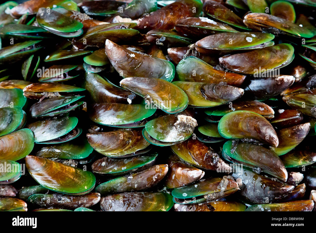Sale of fresh Mussels on a Market in Bangkok, Thailand Stock Photo - Alamy