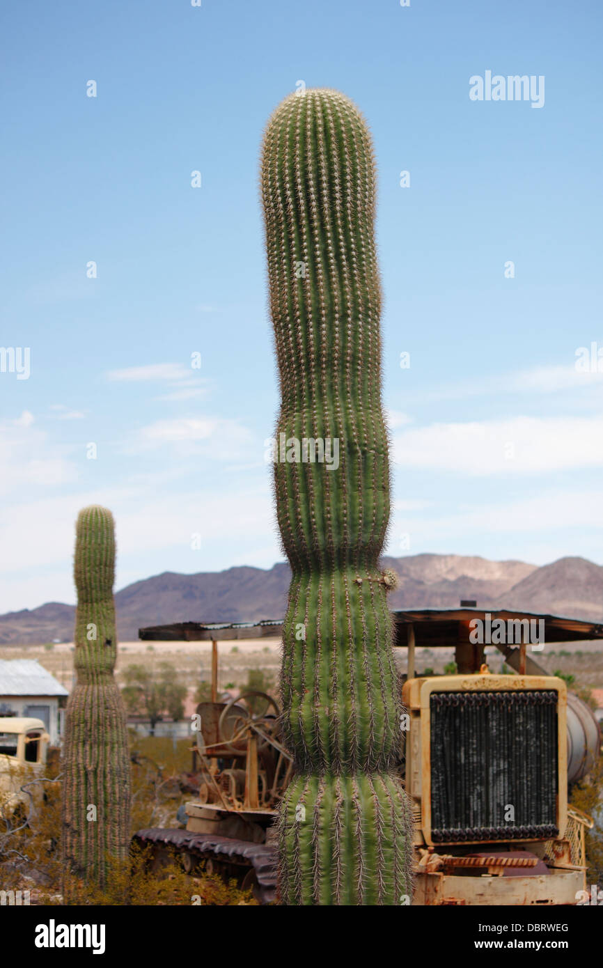 Tall cactus hi-res stock photography and images - Alamy