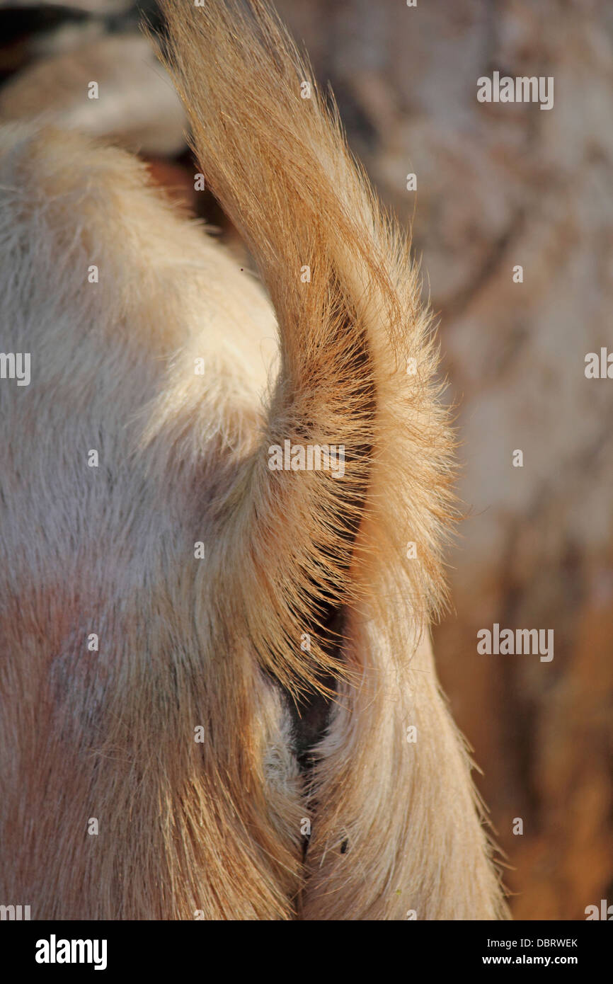 Tail of a goat Stock Photo - Alamy