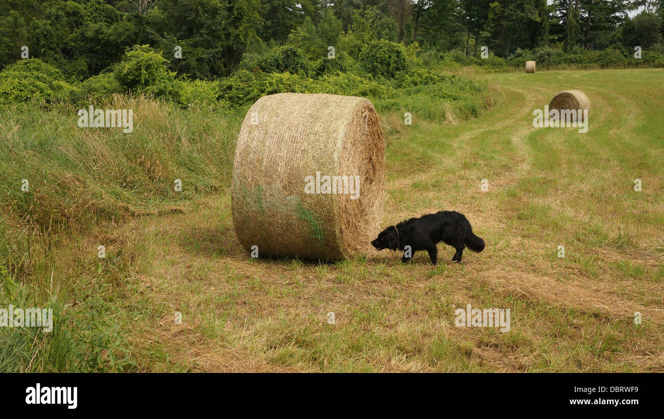 dog playing by a bale of hay, upstate New York Stock Photo - Alamy