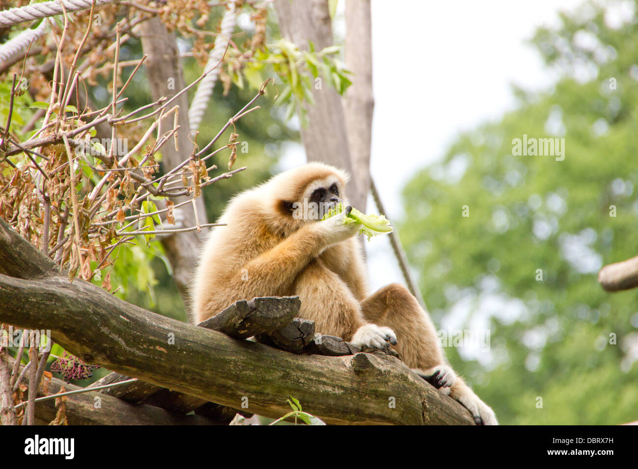 Lar gibbon eating hi-res stock photography and images - Alamy