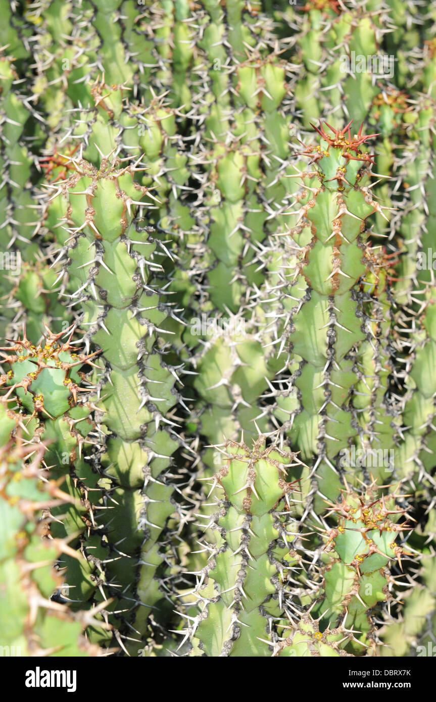 Botanic garden barcelona trees hi-res stock photography and images - Alamy