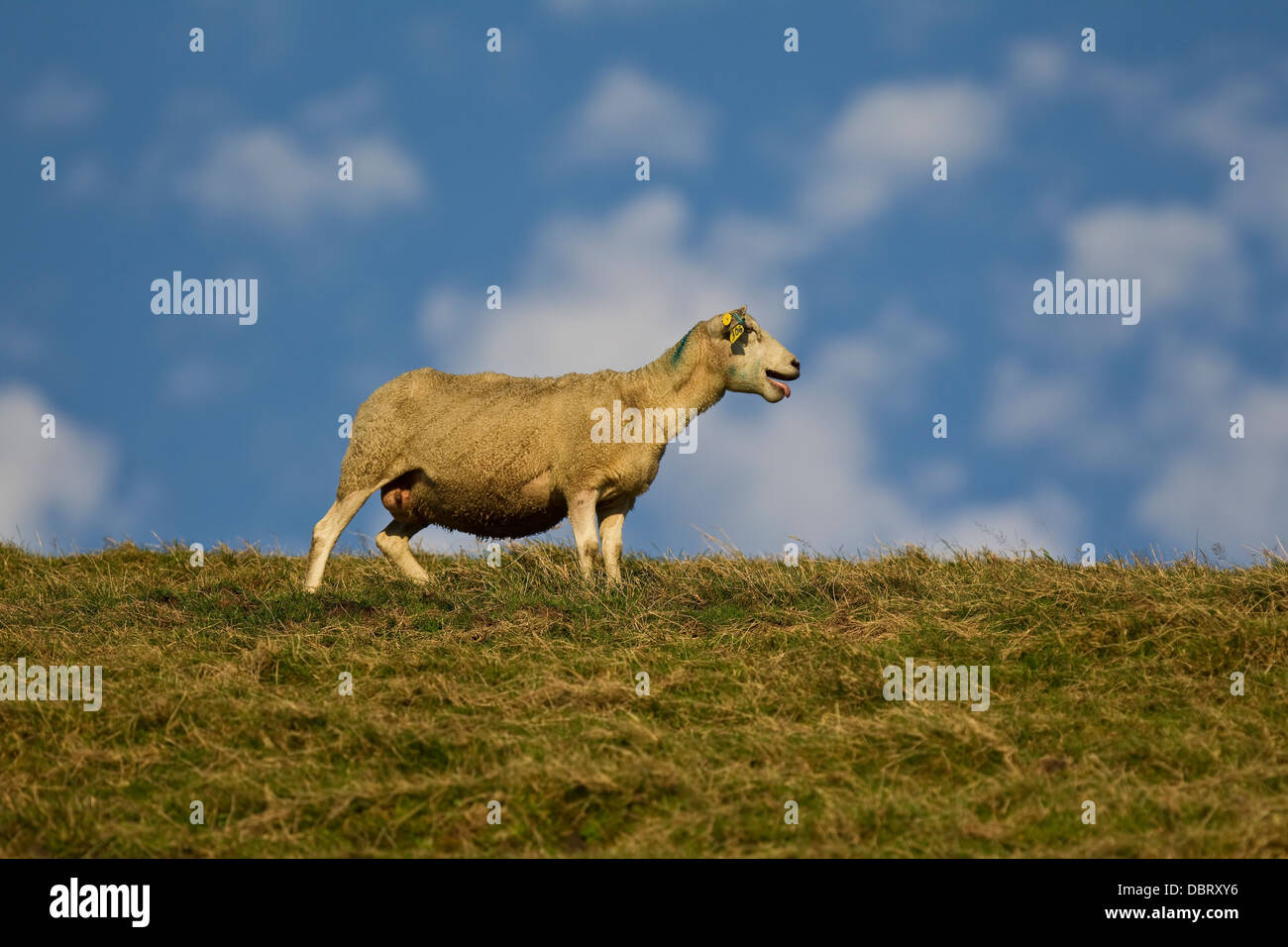 Single sheep Ovis aries close up and in profile on a farmland hill with ...